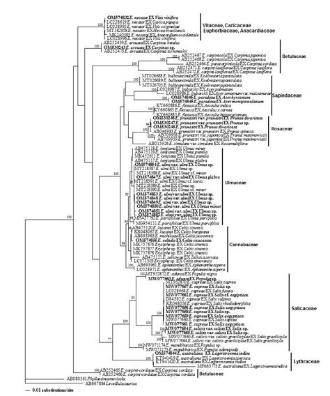 Phylogenetic Analysis Of Combined Data Of The Its And The 5 End Of The Download Scientific