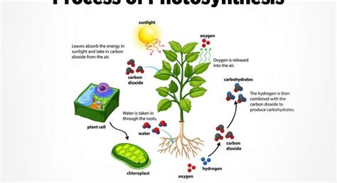 What Is Photosynthesis Short Answer Cbse Class Notes Online