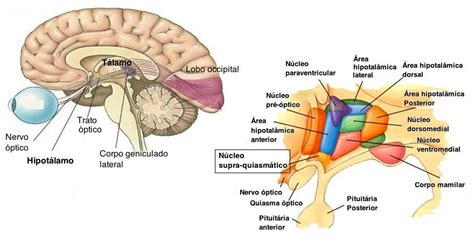 Neuroanatomia Escola De Medicina Sistema Nervoso Encéfalo