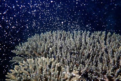 Watch Astonishing ‘explosion Of Life Coral Spawning In Cambodia Stuns