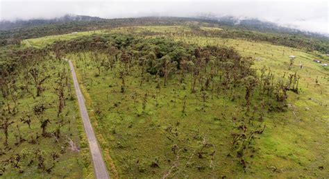 Cattle Ranching Amazon Aid