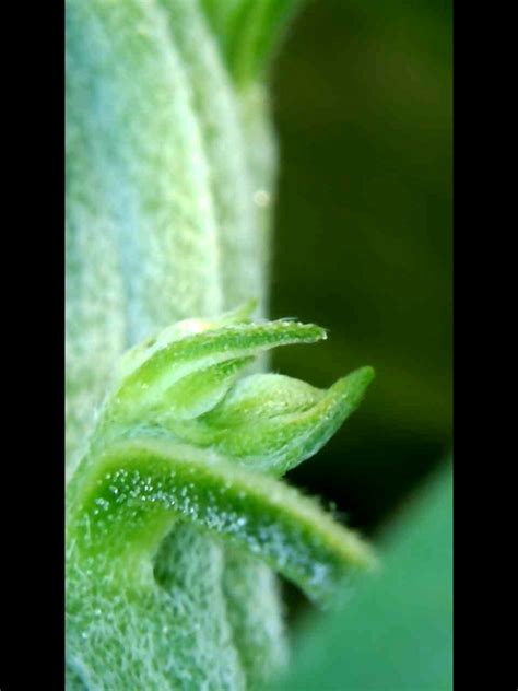 Budlets Or Balls 420 Magazine