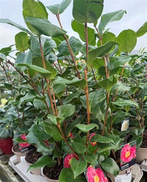 Early Spring Flowering Potted Bulbs Bumbles Plant Centre