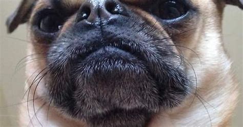 Mean Mug Pug Imgur