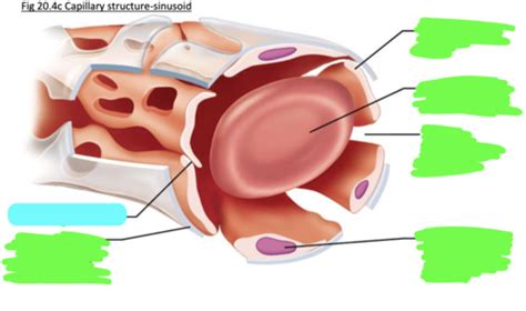 Capillary Structure Sinusoid Flashcards Quizlet