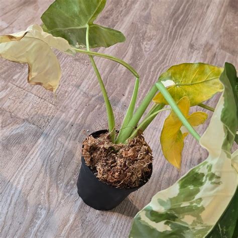 The Complete Alocasia Venom Plant Care Guide Water Light And Beyond