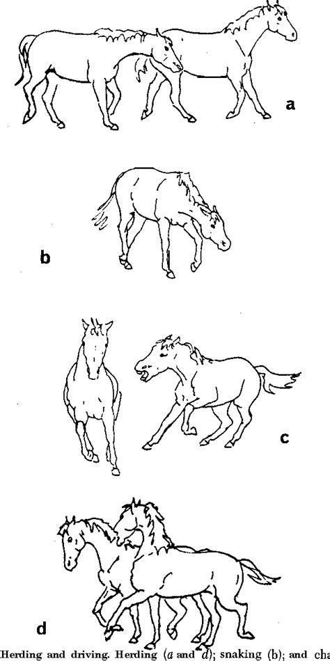 Understanding Equine Breeding Behavior