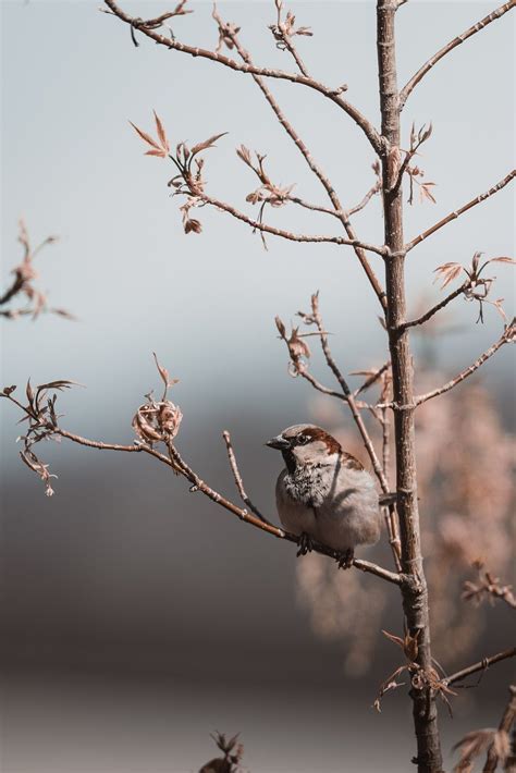 Sparrow Branch Springtime Free Photo On Pixabay