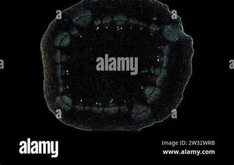 Peanut Stem Cross Section Cut Under The Microscope Microscopic View