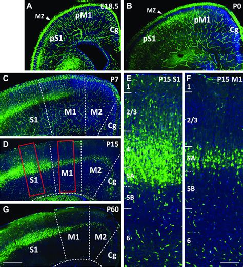 Distribution Of Egfp In The Plxnd1 Egfp Mouse Neocortex A D