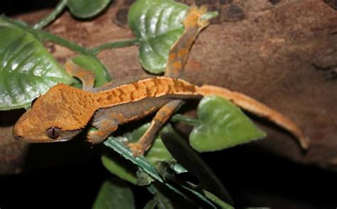 What Habitat Do Crested Geckos Live In At Douglas Nunez Blog