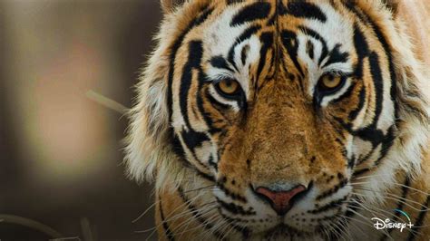 Premier Aperçu Du Documentaire Disneynature Tiger Disneyphile