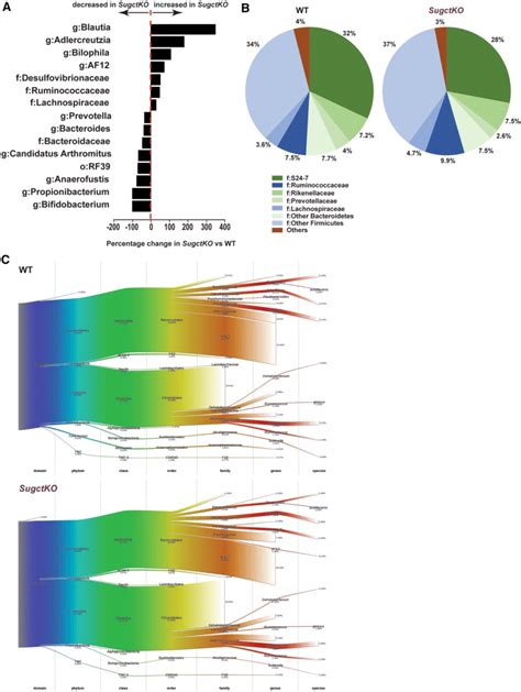 Diversity Of Gut Bacterial Microbiome In Wt And Sugctko Mice A Graph Download Scientific