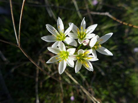 Xeric Ferns Eco Landscaping