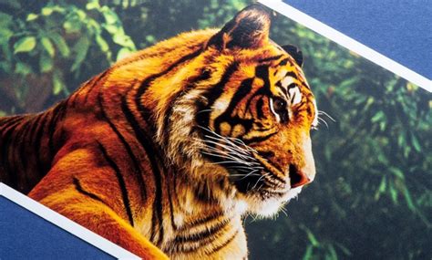 Litho And Coating Sandon Global