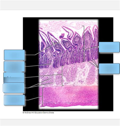 Ds Histology Diagram Quizlet