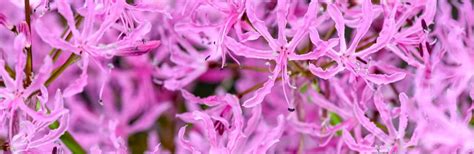 How To Grow And Care For Nerines Love The Garden