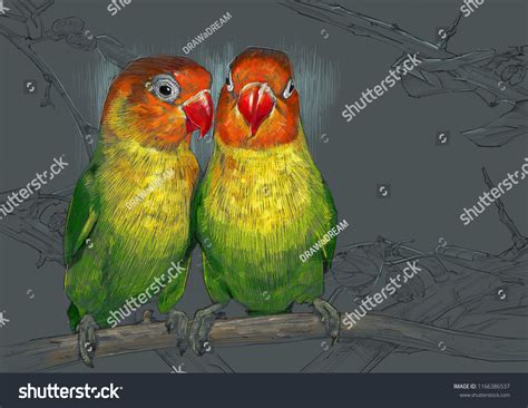 Love Birds Sketch Color Pencil Drawing Stock Illustration 1166386537