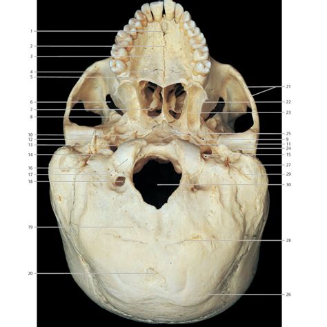 Basocranium Diagram Quizlet