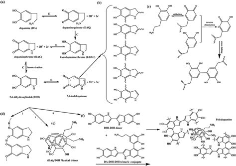 Self Polymerization Of Dopamine¹⁷ Download Scientific Diagram
