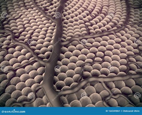 Capillaries On The Cell Surface Stock Illustration Illustration Of