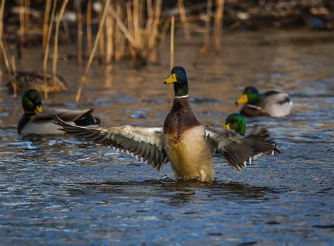Cool Duck Hunting Backgrounds