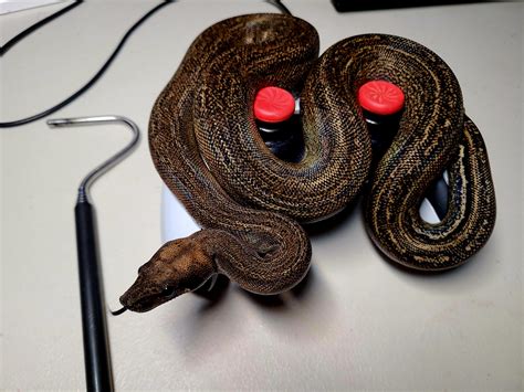 Dis Is My Leopard Boa 😁 Rsneks