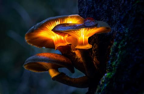 Natures Night Lights The Magic Of Bioluminescent Mushrooms
