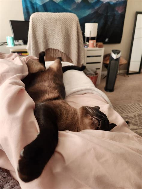 Luca Is A Comfortable Kitty R Siamesecats