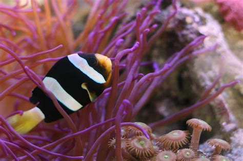 Clownfish Breeding Raising Clownfish Fry Fantasea Aquariums