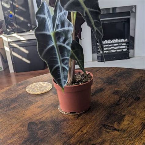 Ruby Wedding Rose 40th Wedding Anniversary T Help Celebrate A Special Couples Ruby Wedding