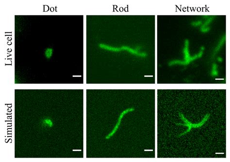 Three Types Of Mitochondria Shapes Observed In Live Cell Images And
