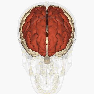 Corteza Prefrontal Qué Es Características Anatomía Funciones Lesiones