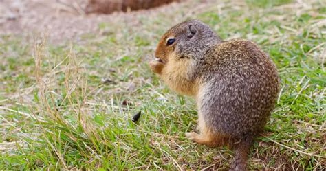Gopher Vs Groundhog Key Differences And Identification Guide