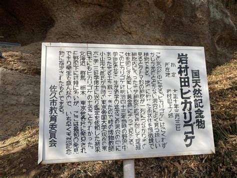 ヒカリゴケ｜koro