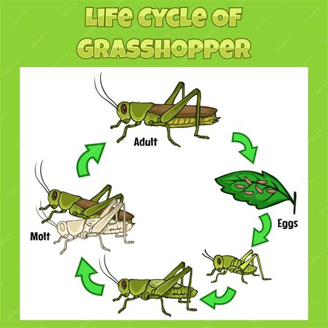 Grasshopper Larvae