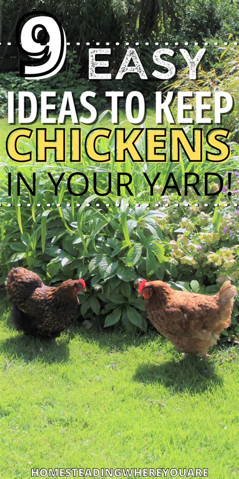 Keeping Chickens In Your Yard 9 Easy Tips
