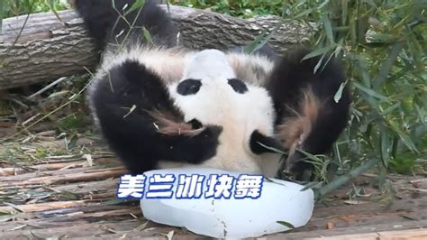 美兰爸比也过六一节！今天给大家带来才艺表演：冰块舞 【大熊猫美兰】 Youtube