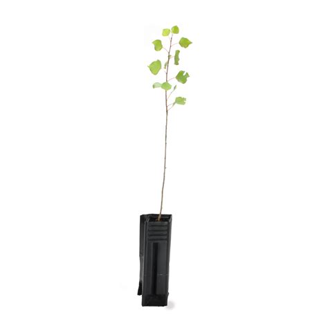 Peuplier Noir Ditalie Populus Nigra Italica Vente Arbres