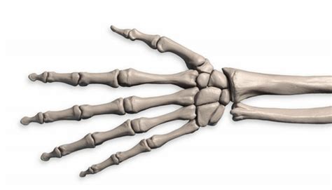 Human Skeleton Drawing Reference Free Download On Clipartmag