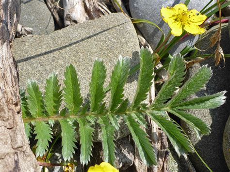 Photographs Of Argentina Anserina Uk Wildflowers Compound Leaf