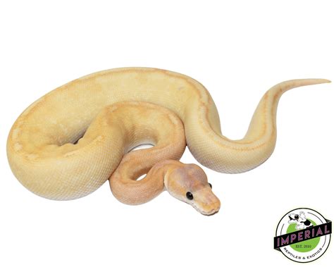 Banana Champagne Ball Python For Sale Imperial Reptiles Imperial Reptiles And Exotics
