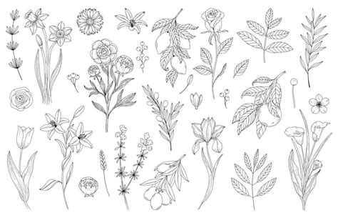 Flower Leaf Vector Art Icons And Graphics For Free Download