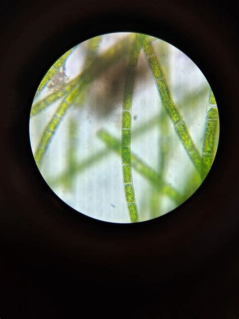 Exploring Algae Through Microscopy Not Only Enhances Our Understanding