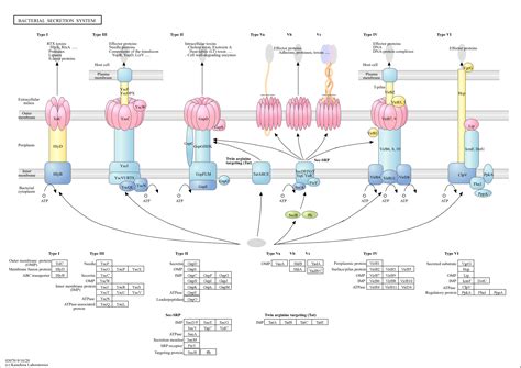 Kegg Pathway Bacterial Secretion System Reference Pathway