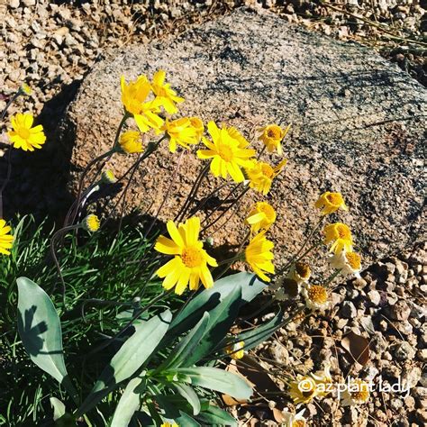 Angelitadaisytetraneurisacaulishymenoxysarizona Desert Gardening 101