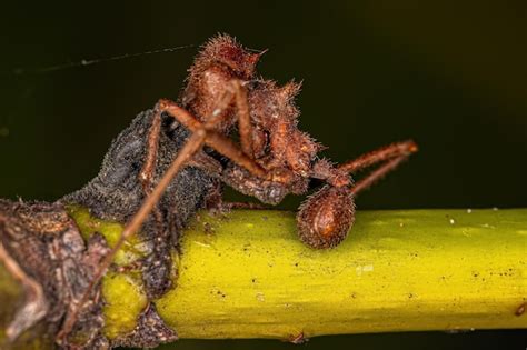 Premium Photo Dead Adult Atta Leafcutter Ant
