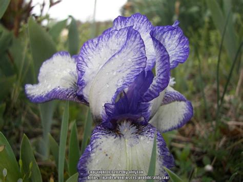 Standard Dwarf Bearded Iris Iris Stitch Witch In The Irises Database