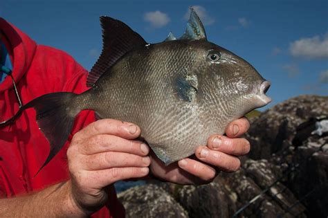Triggerfish Fishing Clash Please Meet The New Fish Red Toothed