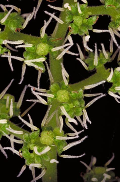 Dendrocnide Moroides Images Useful Tropical Plants